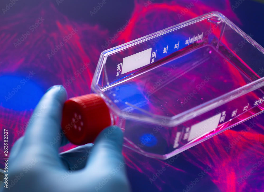 Cell biologist viewing stem cells cultivated red growth medium in a ...