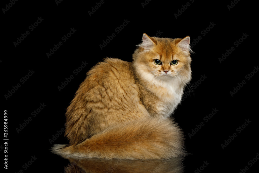 Angry British Red Cat with adorable Furry tail, angry looking back on ...