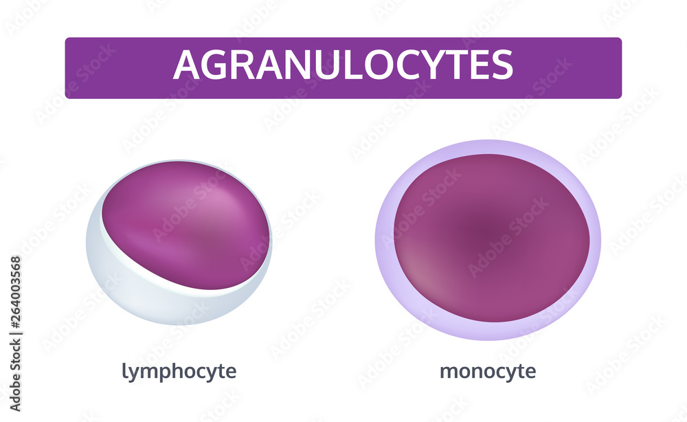 Monocyte Structure