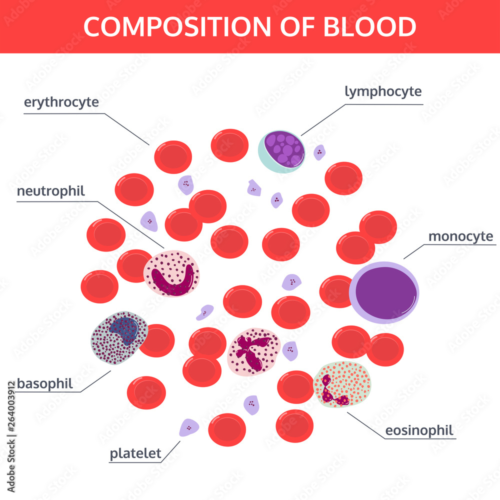 Infographics of composition of blood: red and white cells under a ...