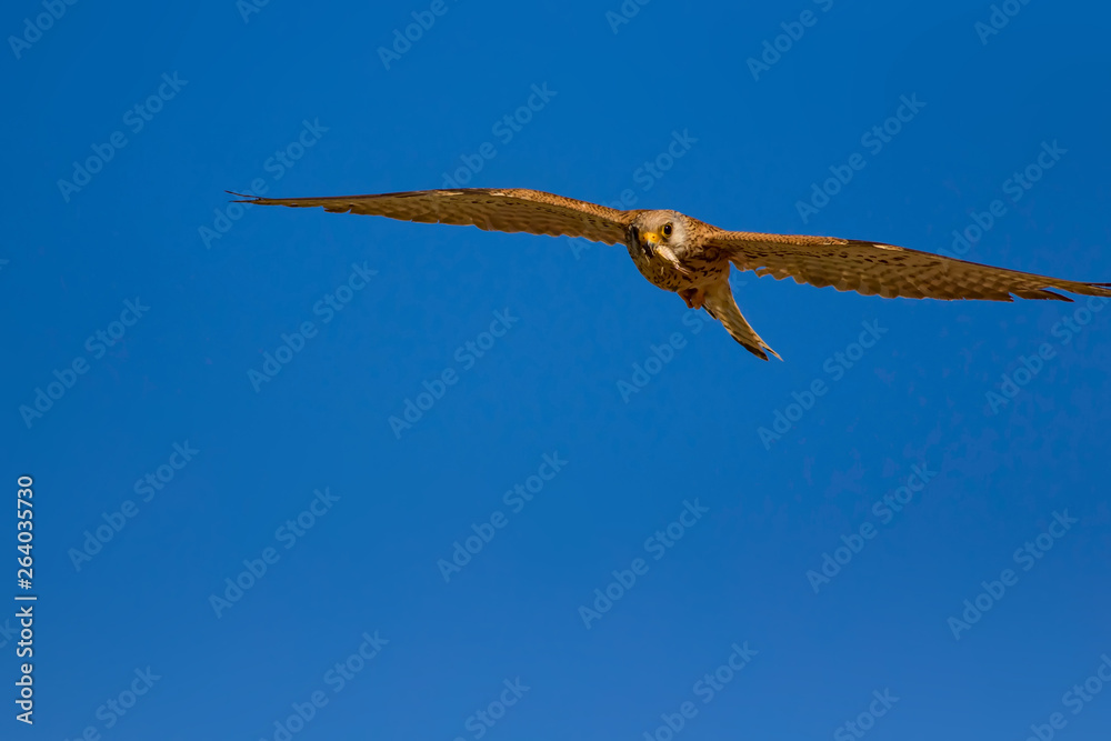 Bird of prey. Flying falcon with its hunt. Nature background. Bird ...