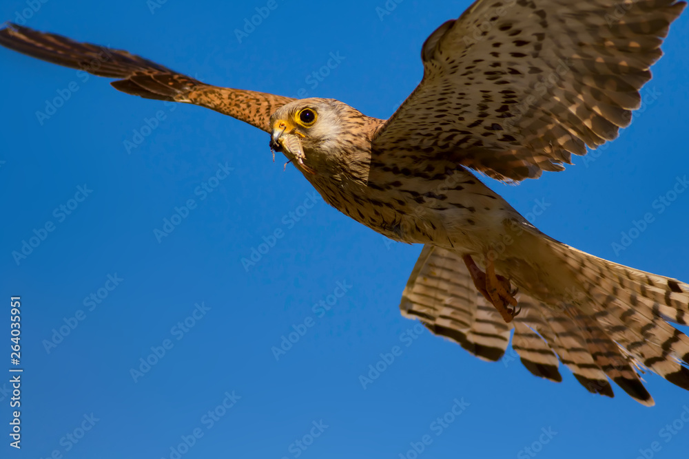 Bird of prey. Flying falcon with its hunt. Nature background. Bird ...