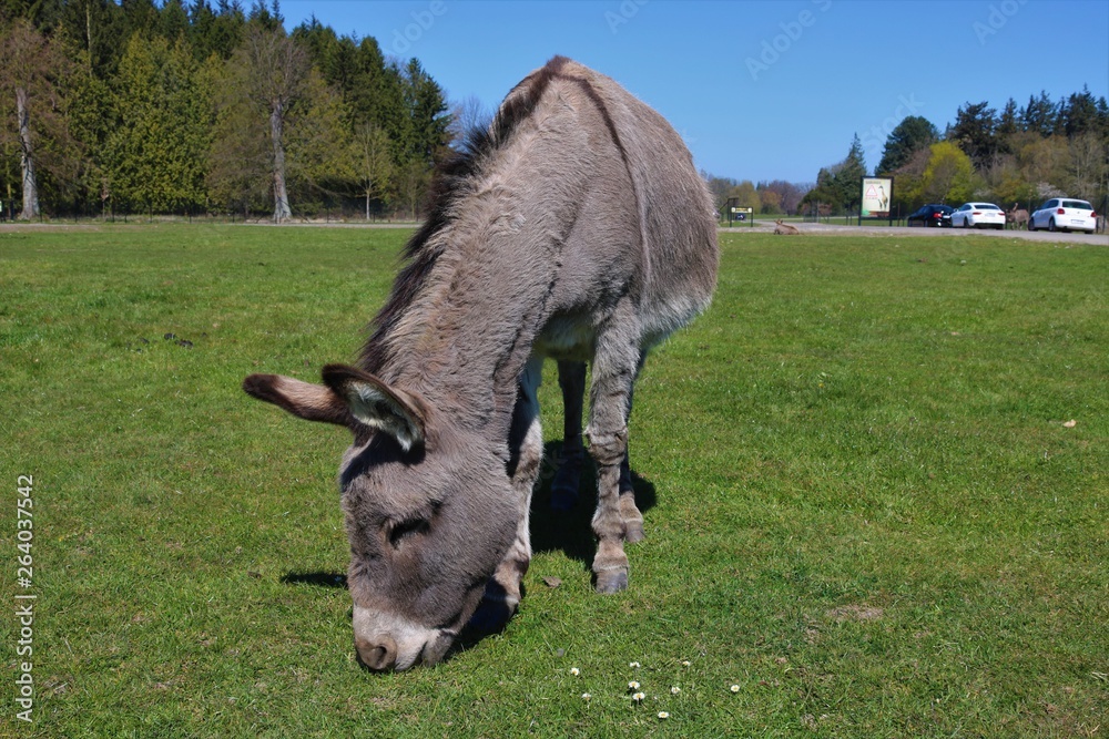 Image of Knuthenborg Safari Park in Maribo, Denmark. Stock Photo ...
