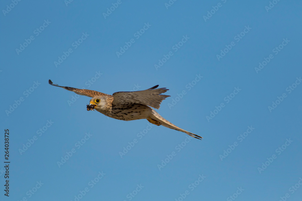 Bird of prey. Flying falcon with its hunt. Nature background. Bird ...