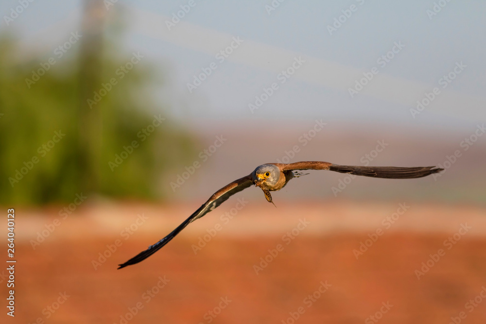 Bird of prey. Flying falcon with its hunt. Nature background. Bird ...