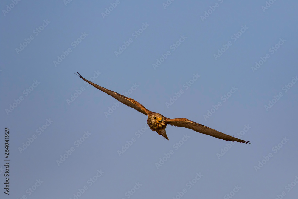 Flying falcon with its hunt. Nature background. Bird: Lesser Kestrel ...