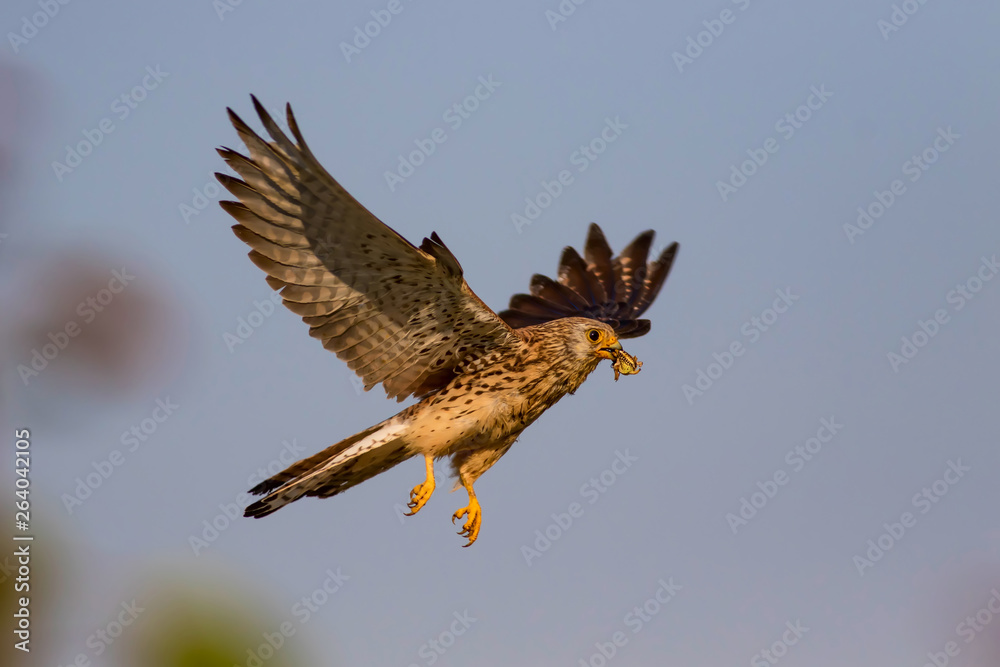Flying falcon with its hunt. Nature background. Bird: Lesser Kestrel ...