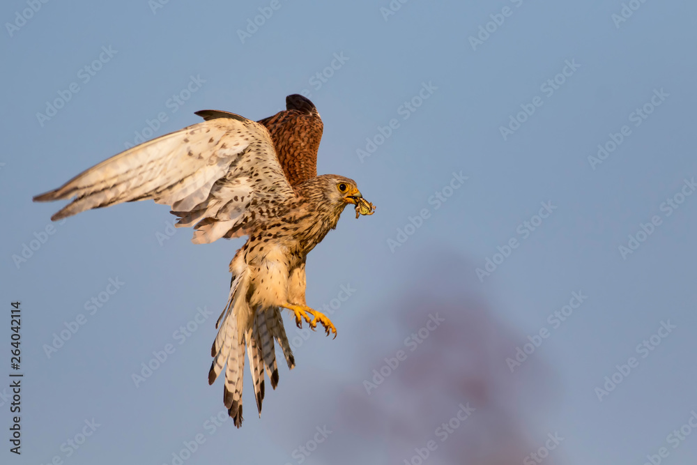 Flying falcon with its hunt. Nature background. Bird: Lesser Kestrel ...