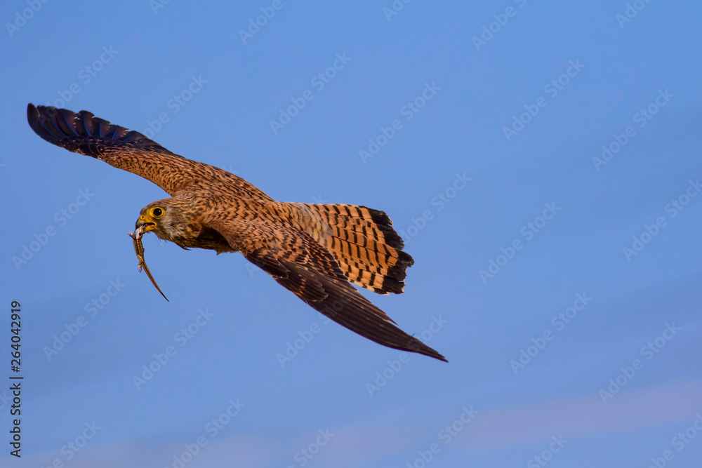 Flying falcon with its hunt. Nature background. Bird: Lesser Kestrel ...