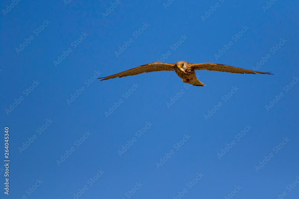 Flying falcon with its hunt. Nature background. Bird: Lesser Kestrel ...
