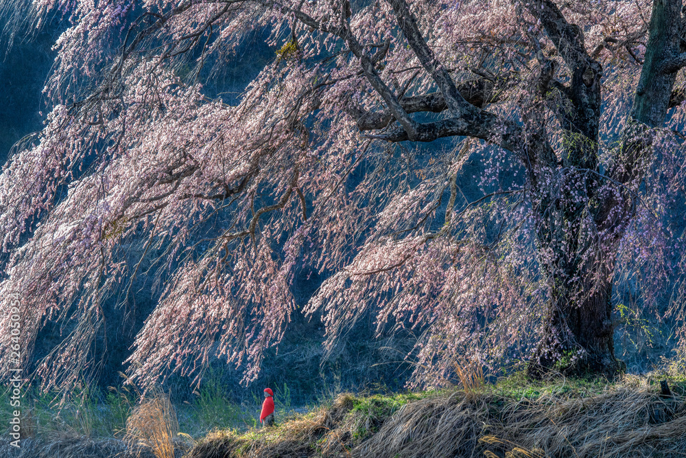 Very old Japanese sakura cherry tree in bloom Stock Photo | Adobe Stock