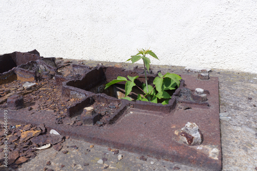 Nature winning over man. Overgrown human remains. Old rusty cut off ...