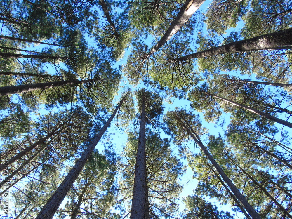 Bosque de Pino Stock Photo | Adobe Stock