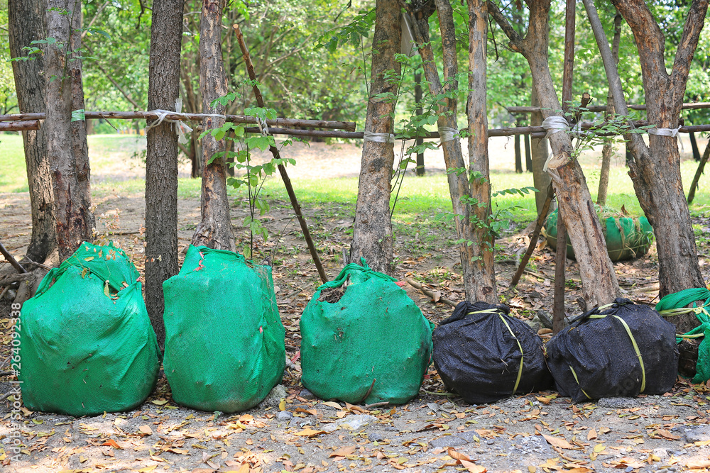 Perennials trees waiting for planting in the garden. Wrap root for ...