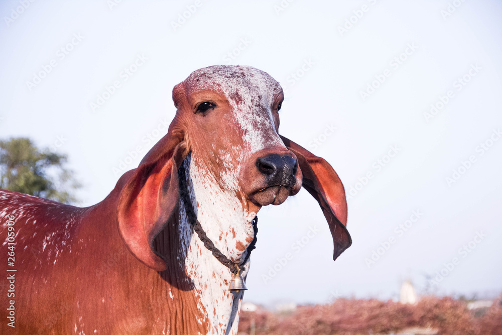 Original Gir Cow Stock Photo | Adobe Stock