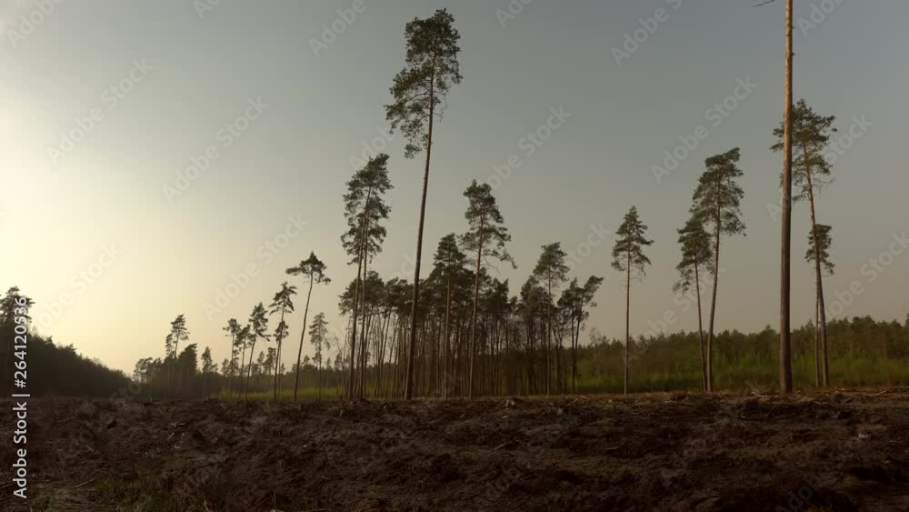 Only few trees left. Last man standing. Dilution of the forest. Cutting ...