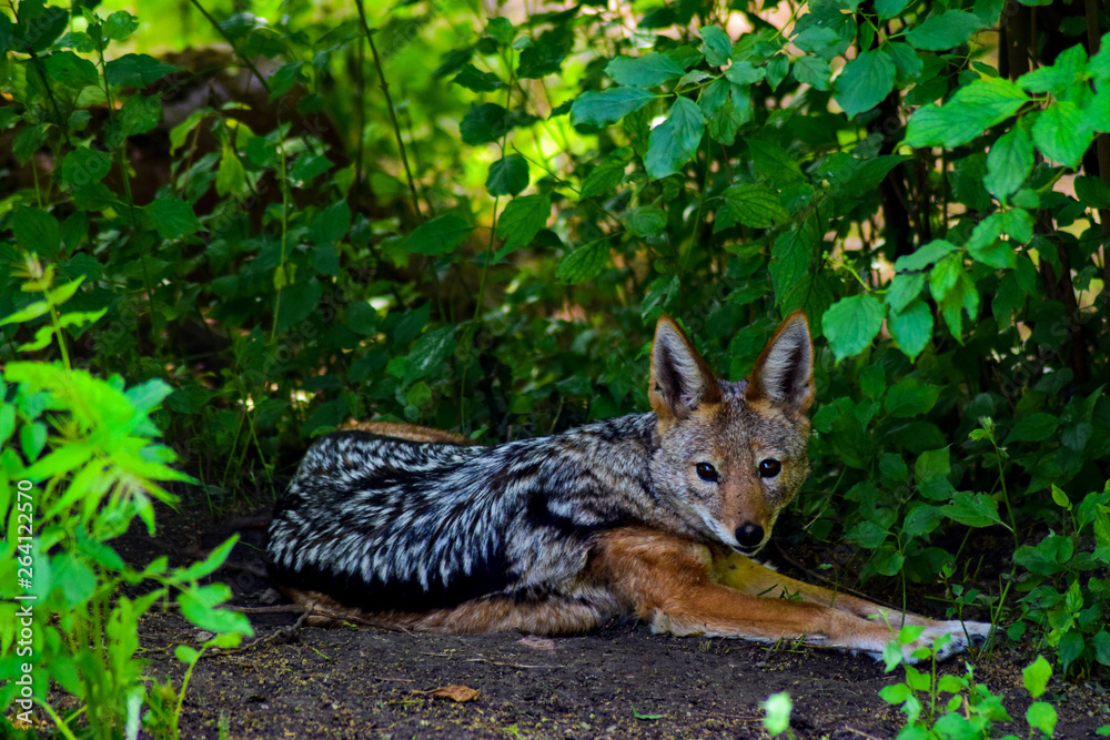 Southeast Region Animals