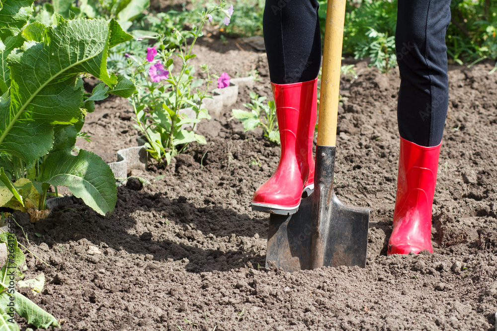 Gardener is digging soil on a bed. Female farmer digs in a garden ...