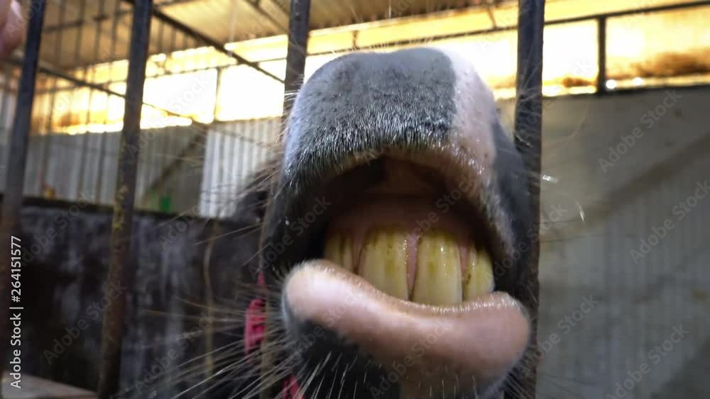 The horse shows his yellow scary teeth. The horse in the stable smiles ...