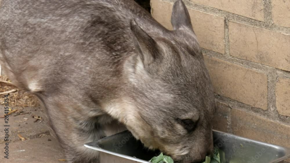 Southern Hairy Nosed Wombat appears from its enclosure and starts to ...