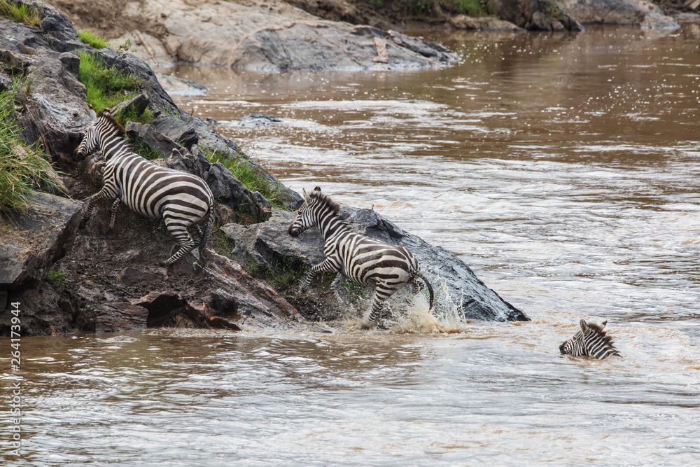 Zebra crossing the Mara River in the migration season in the Masai Mara ...