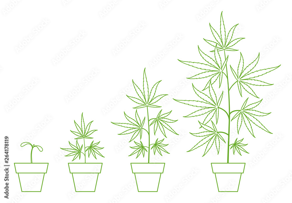 Growth stages of hemp potted plant. Marijuana phases set. Cannabis ...
