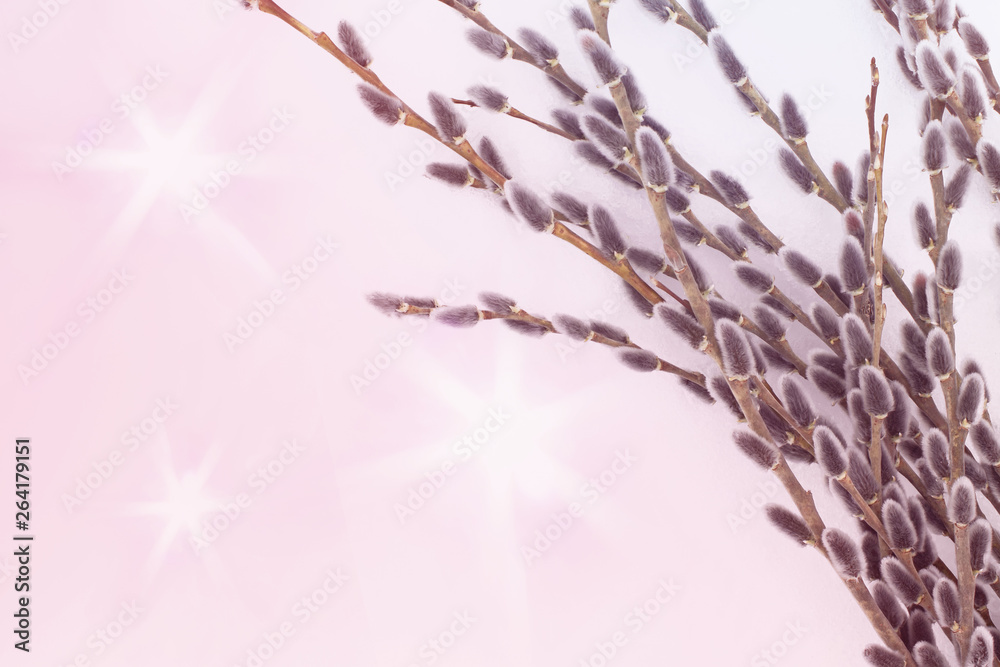 branches of gray willow with cones like an Easter card in a haze of ...