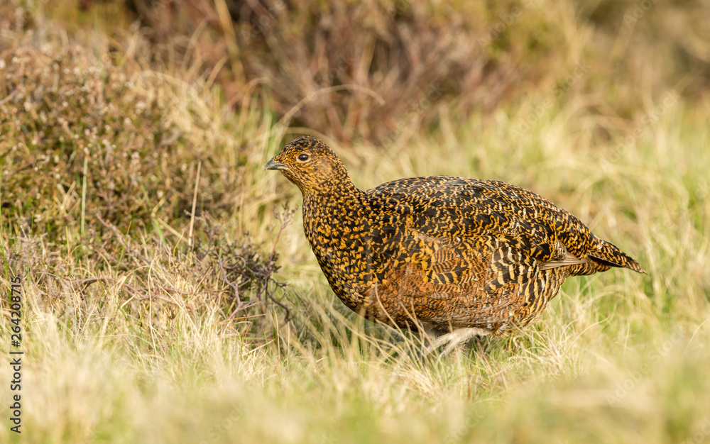 Red Grouse