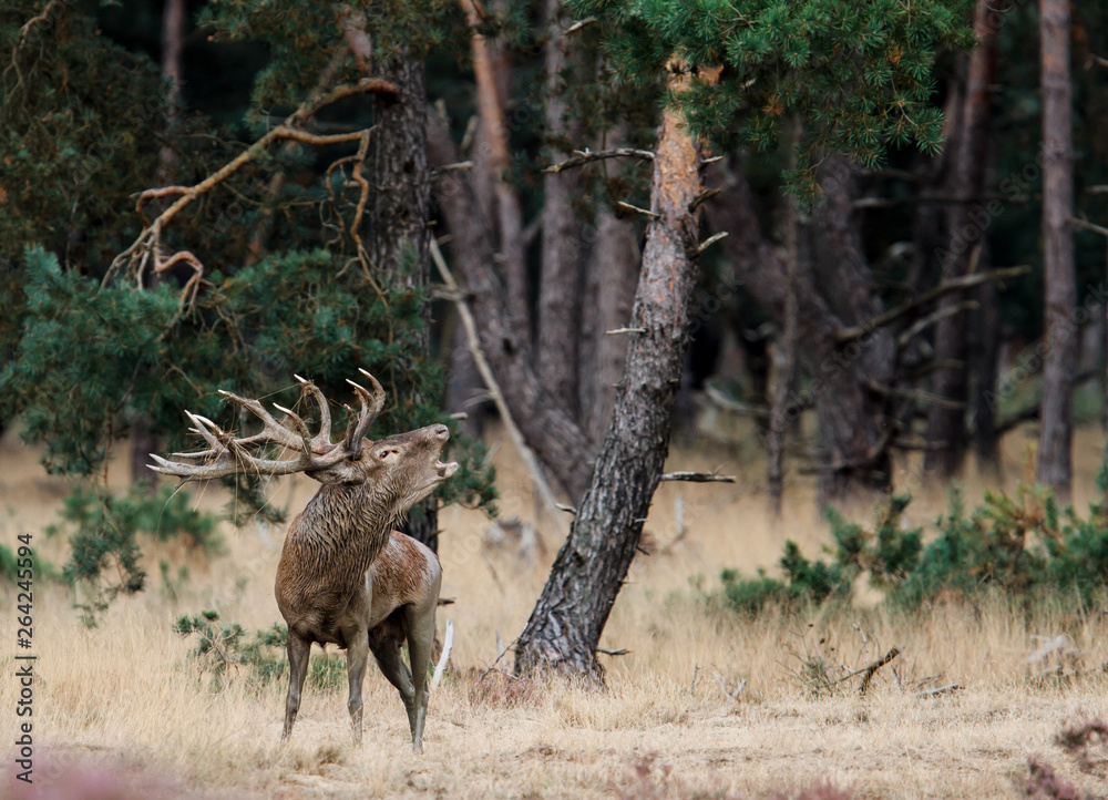 Red deer stag in rutting season in the forest of National Park Hoge ...