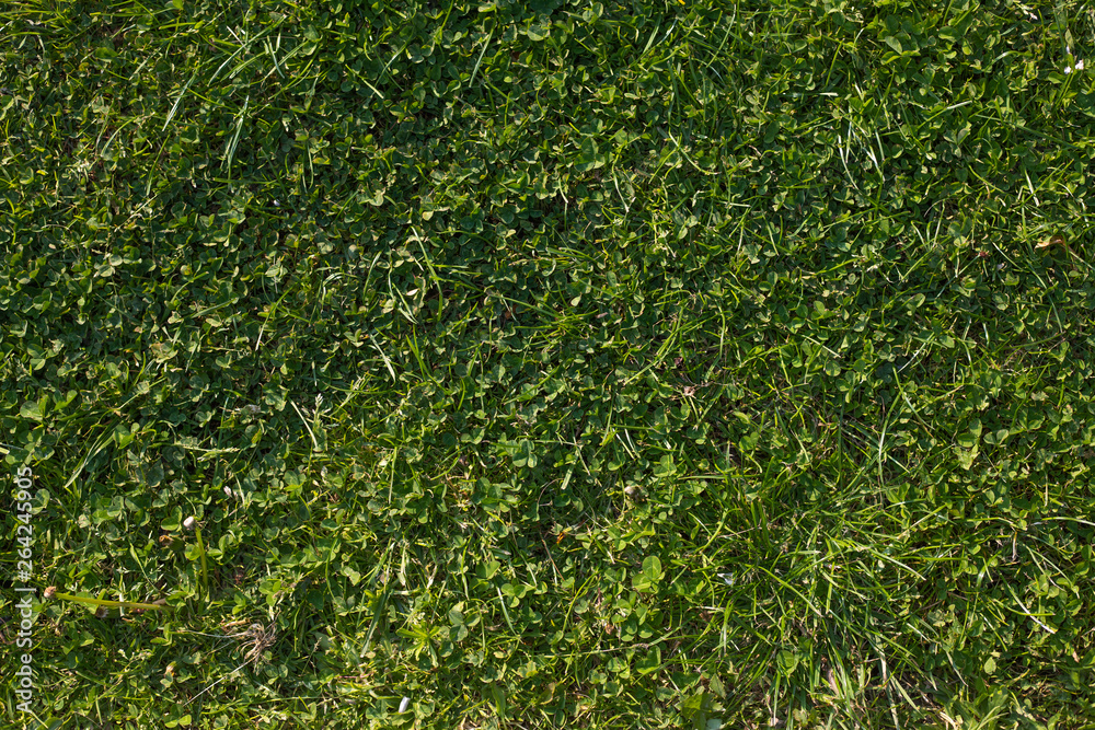 Grass, lawn, sward texture background Stock Photo | Adobe Stock
