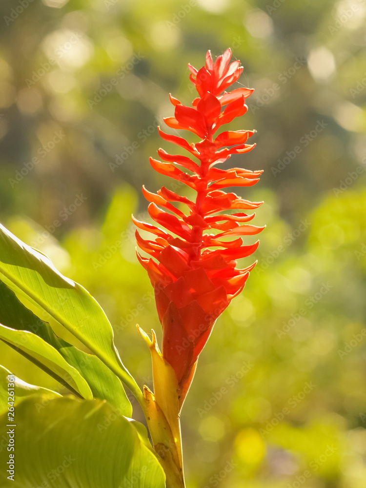 Beautiful red ginger blossom with green nature blurred background, It ...