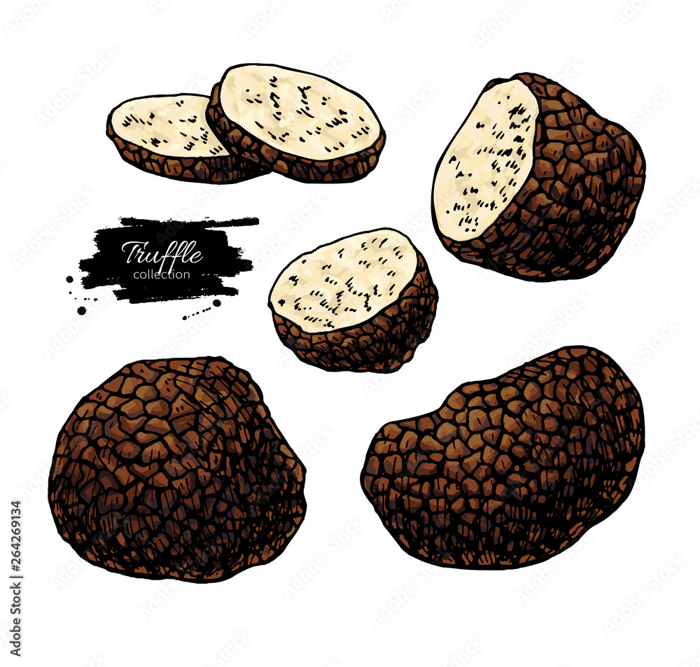 Truffle mushroom hand drawn vector illustration set. Sketch food ...