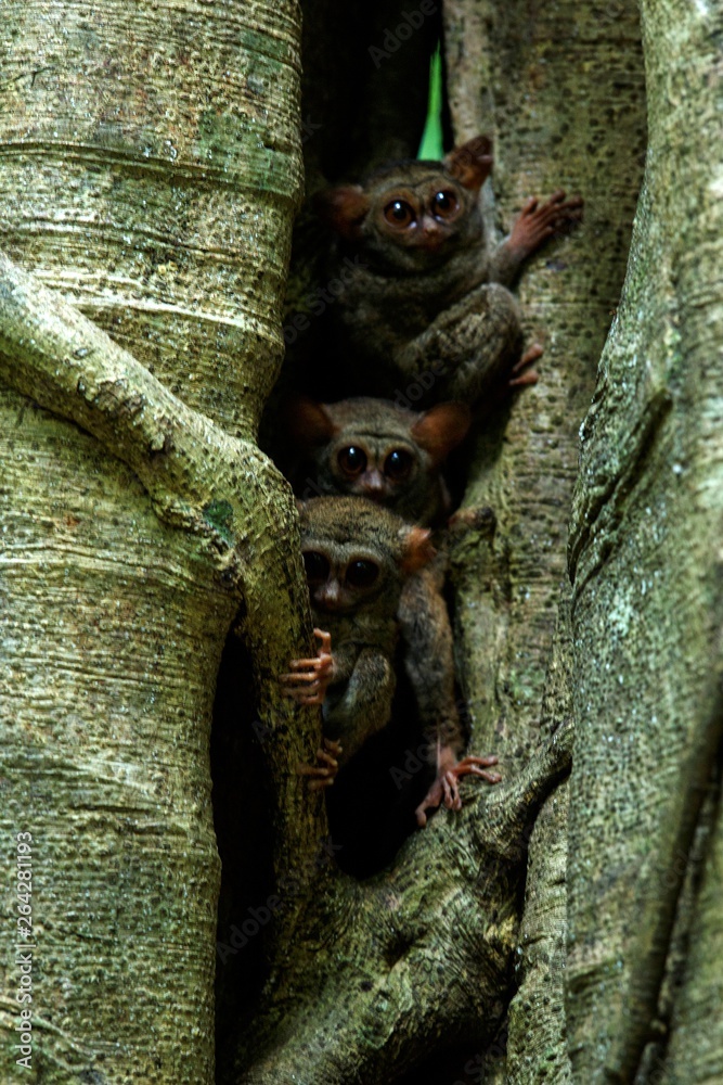 Fotka „Family of spectral tarsiers, Tarsius spectrum, portrait of rare ...