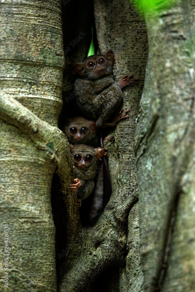 Family of spectral tarsiers, Tarsius spectrum, portrait of rare endemic ...