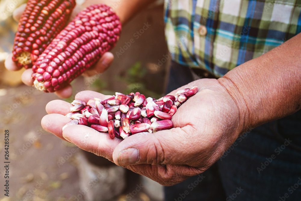 dried red corn cob, maize of red color in mexican hands in mexico Stock ...