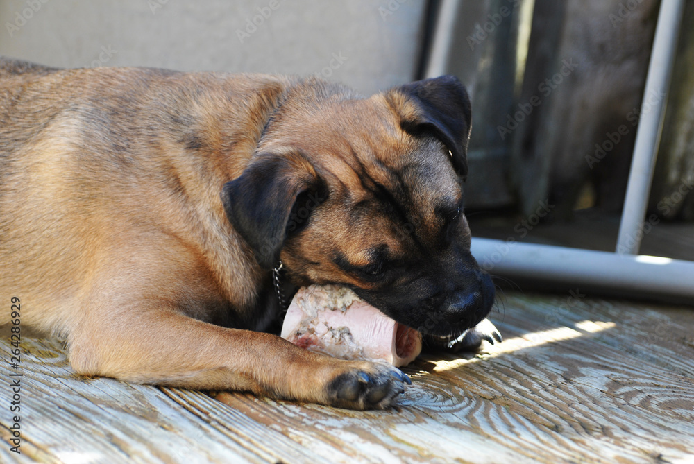 Jack Russell German Shepherd Mix