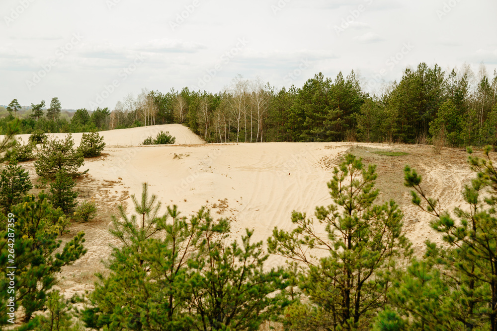 Forest sand dunes. Footprints in the sand. Stock Photo | Adobe Stock