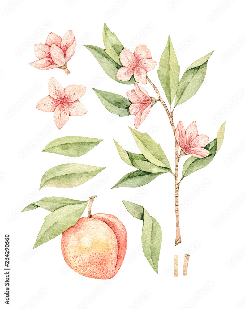 Watercolor botanical illustration. Botany. Peach fruit, pink flowers ...
