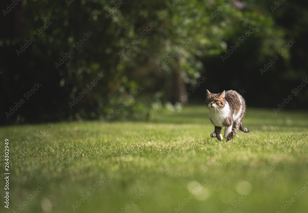 tabby british shorthair cat running over the lawn in front of some ...