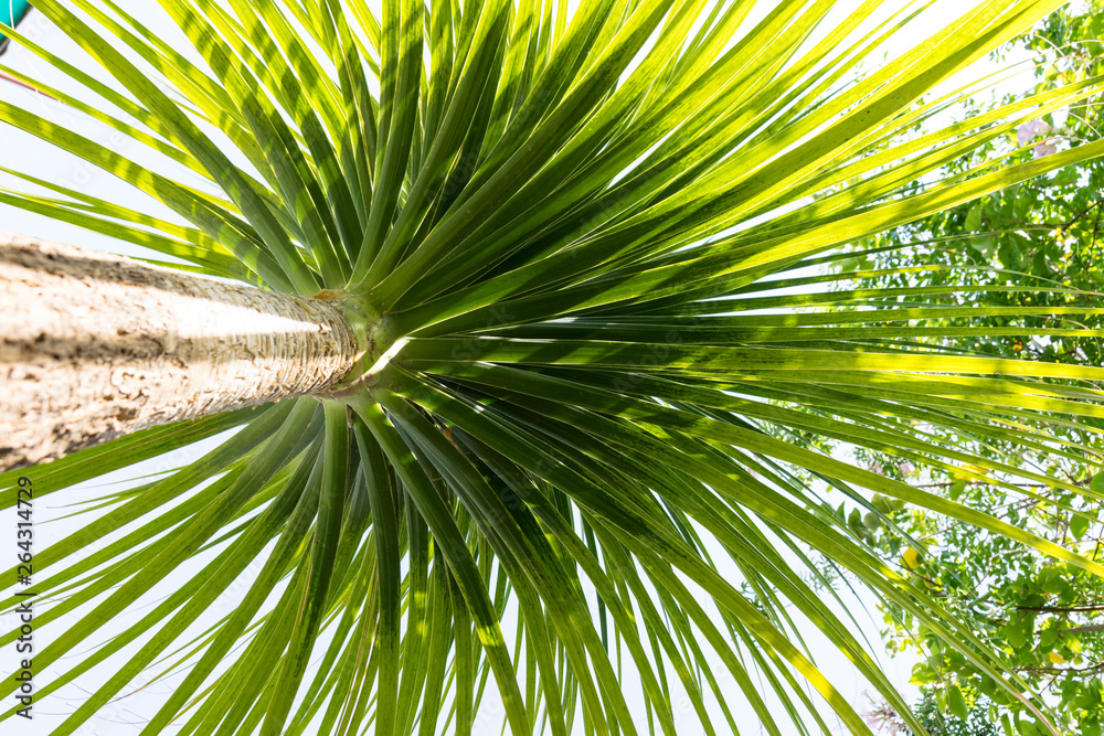 Palmera frondosa con hojas brillantes Stock Photo | Adobe Stock