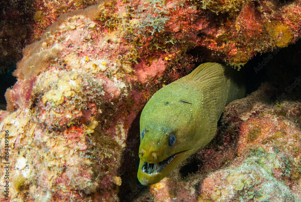 The head of a moray eel can be seen poking out of some structure that ...
