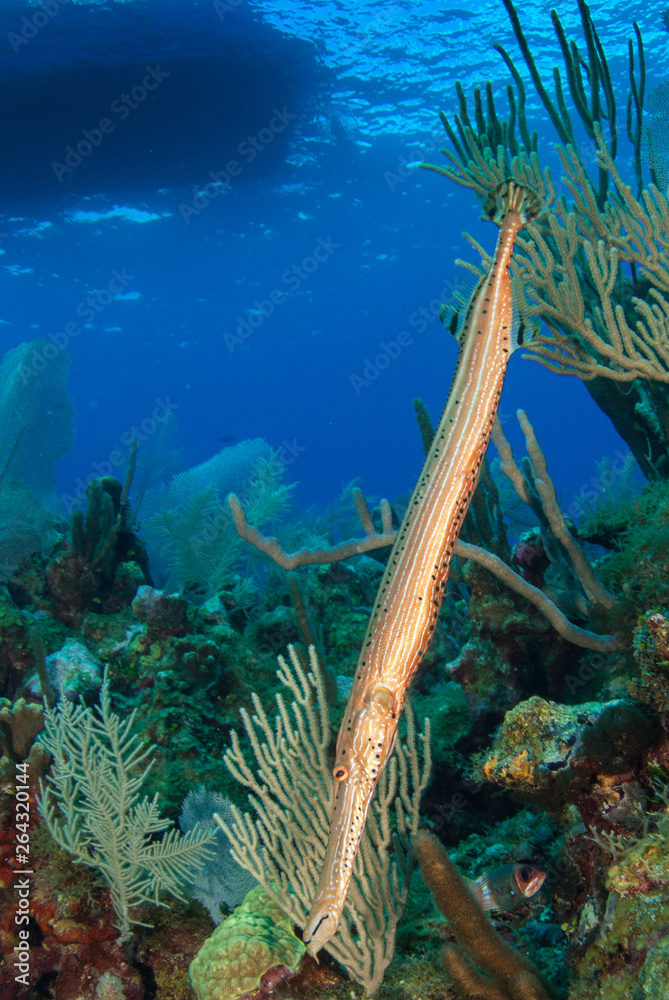 A trumpetfish has been snapped in the warm tropical waters of Grand ...