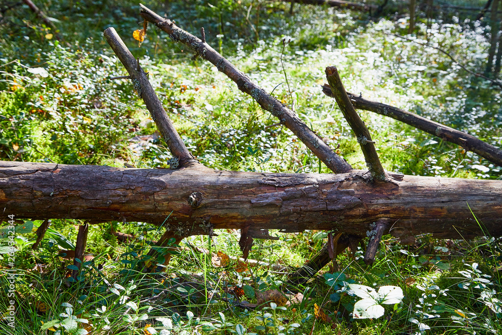 Broken Branch On Ground