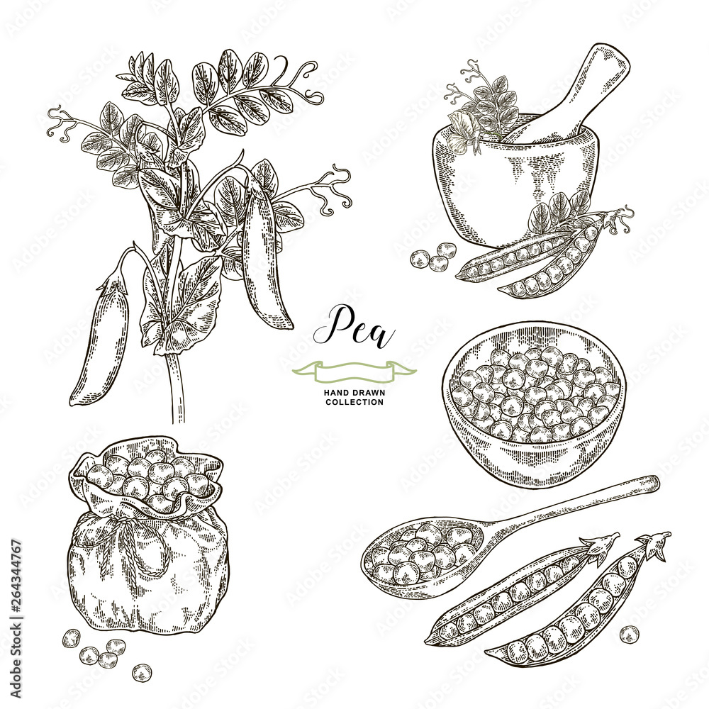 Pea plant with pods and seeds isolated on white background. Hand drawn ...