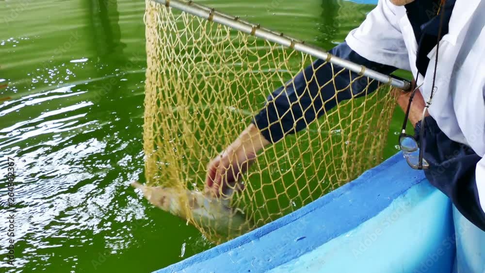 Fish farm for growing sterlet in special pools, 4k Video Clip Stock ビデオ ...