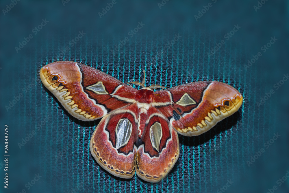 ROTHSCHILDIA moth jacobaeae. giant Argentine moth, Cecropia moths, the ...