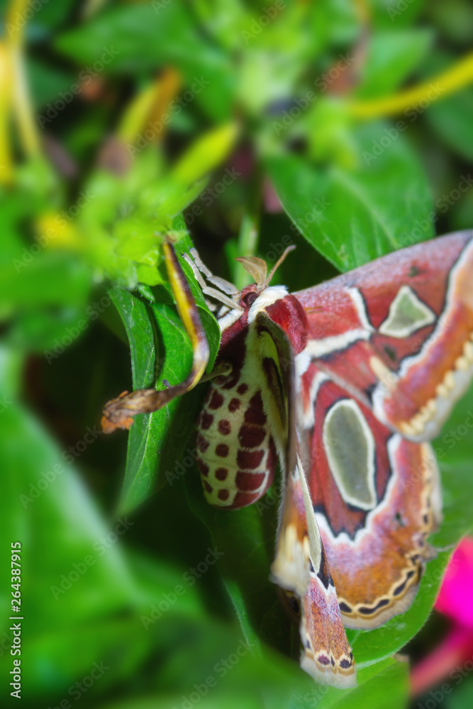 Rothschildia moth jacobaeae on green leaves giant Argentina moth ...
