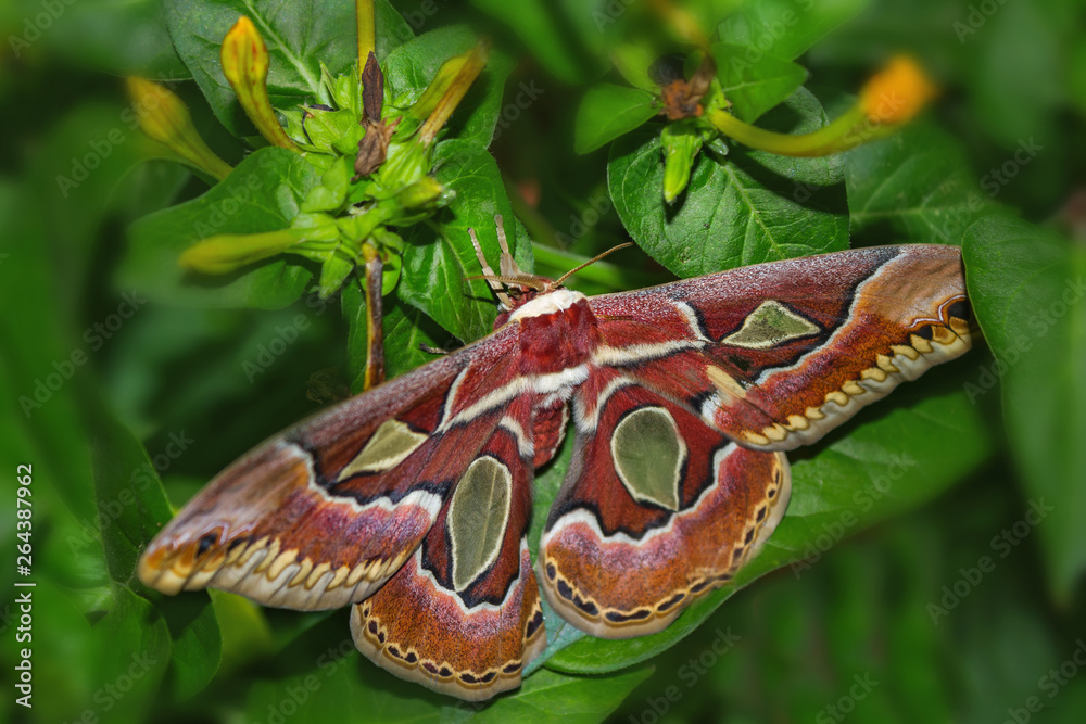 Rothschildia moth jacobaeae on green leaves giant Argentina moth ...
