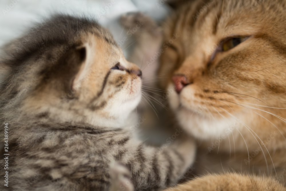 Lovely cat mother and kitten have rest together face to face Stock ...