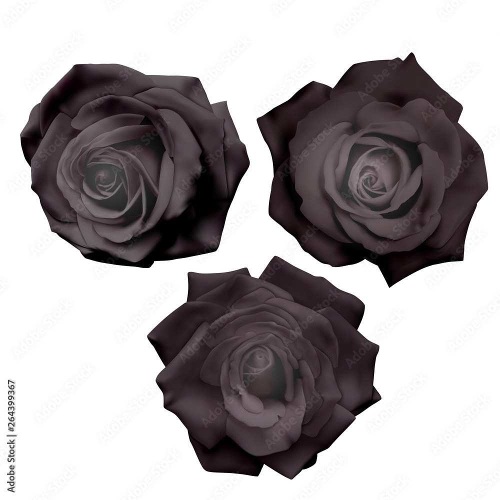 Set of black roses isolated on white background, can be used like ...